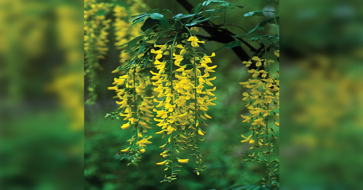 8 Flowering Trees to Plant for the Spring